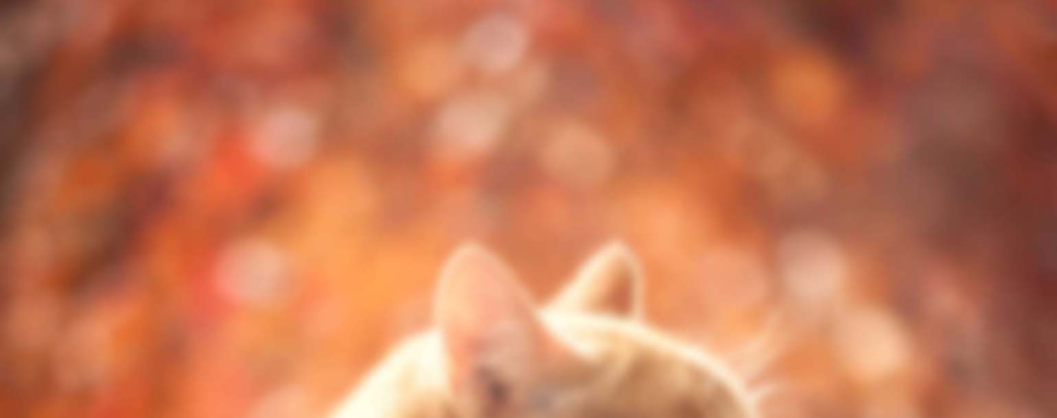 Dr. Taryn Griffith | Highly Recommended Veterinarians in Las Vegas NV