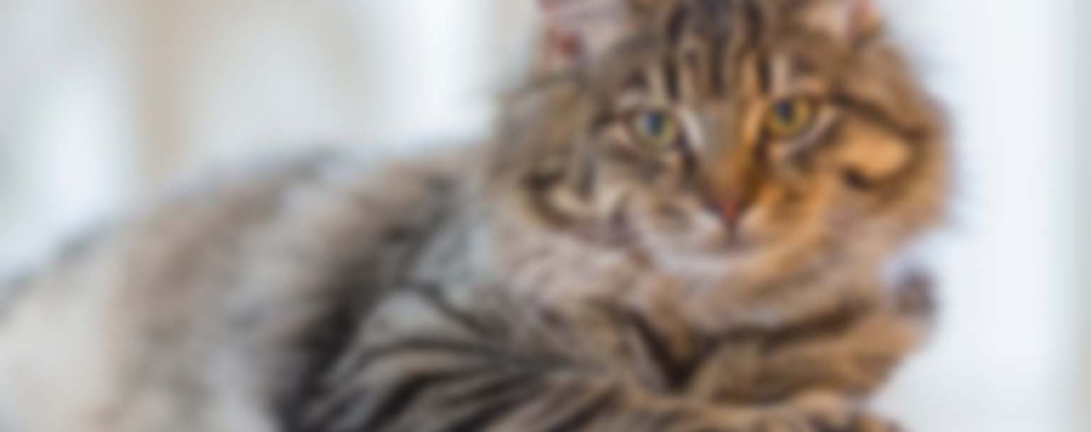 CountrySide Veterinary Services of the Fox Valley, S.C. | Highly ...