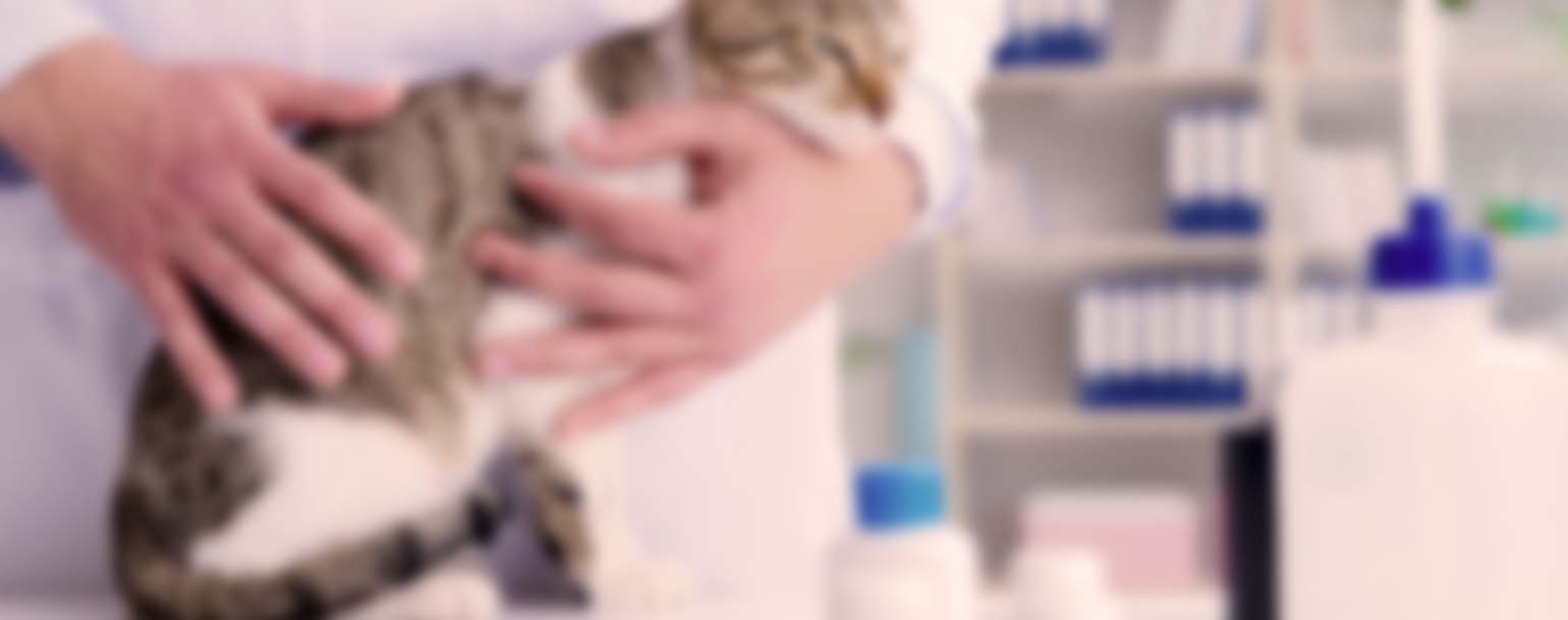 Dr Robert J Reid -Veterinary Services | Highly Recommended ...